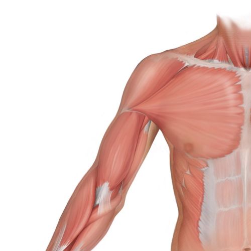 Medical Illustration » Hire 2D / 3D Medical & Scientific Illustrators