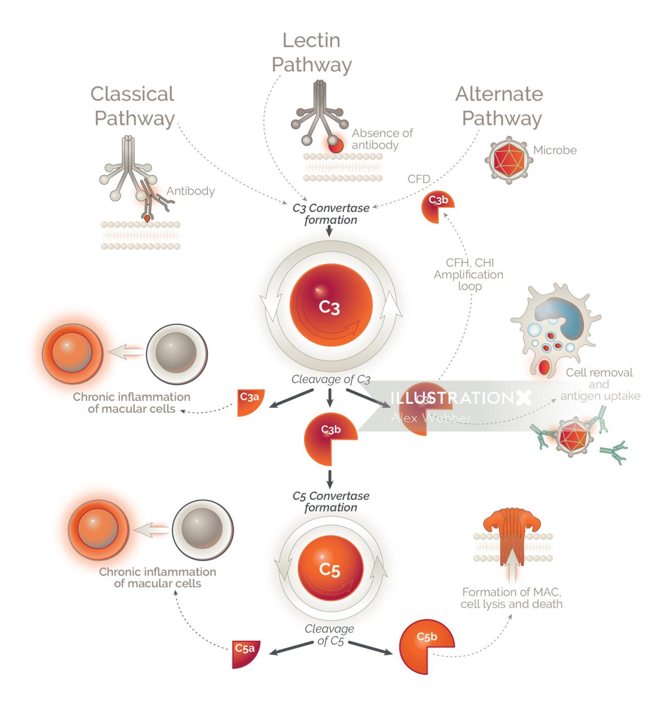 C3 Pathway | Illustration by Alex Webber