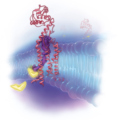 Alex Webber - Medical & Scientific Illustrator, USA