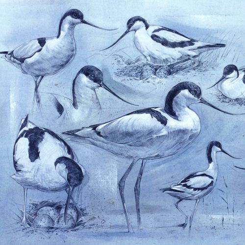 Top Animal Artists & Wildlife Illustrators - Animal Illustration ...