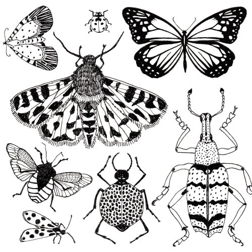 Annie Davidson - Naive Linework Illustrator, Australia