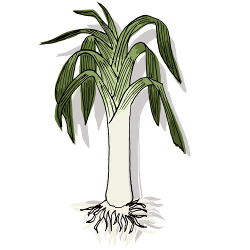 Claire Rollet - Line drawing, maps architecture, animals, portraits ...