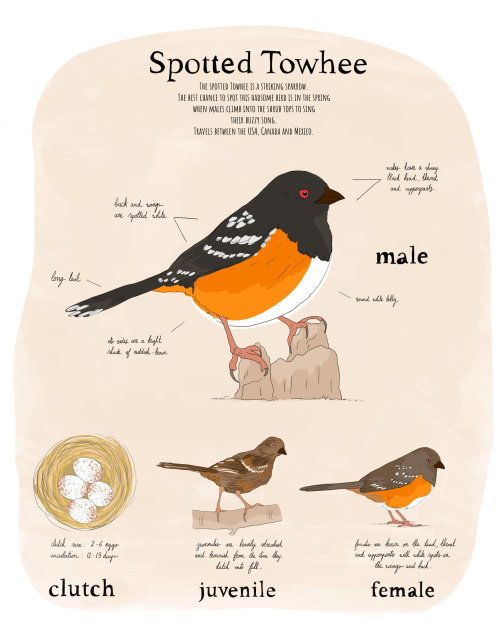 Claire Rollet - Line drawing, maps architecture, animals, portraits ...