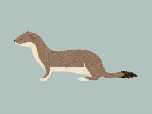 IllustrationX - Kate Snell portfolio