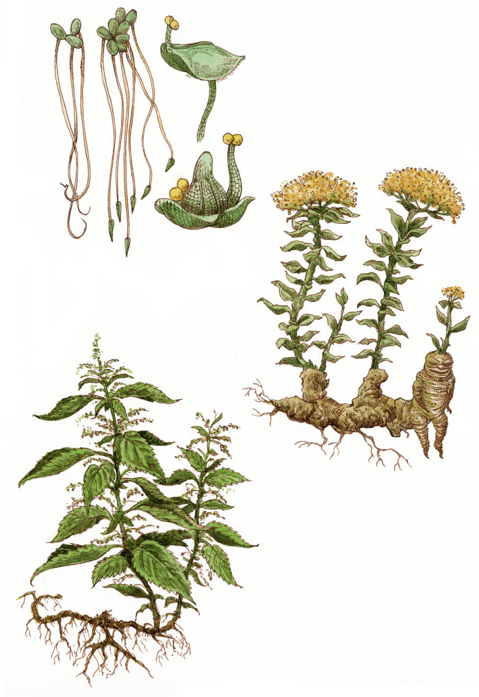 Lev Kaplan - Children’s Book Illustrator, Germany