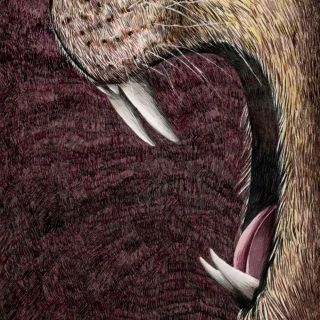 Top Animal Artists & Wildlife Illustrators - Animal Illustration ...