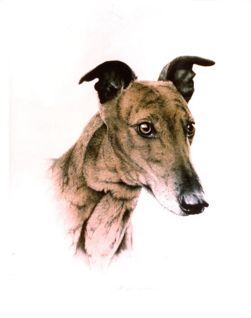 Richard Phipps - Pen & Ink Engraving Illustrator, UK