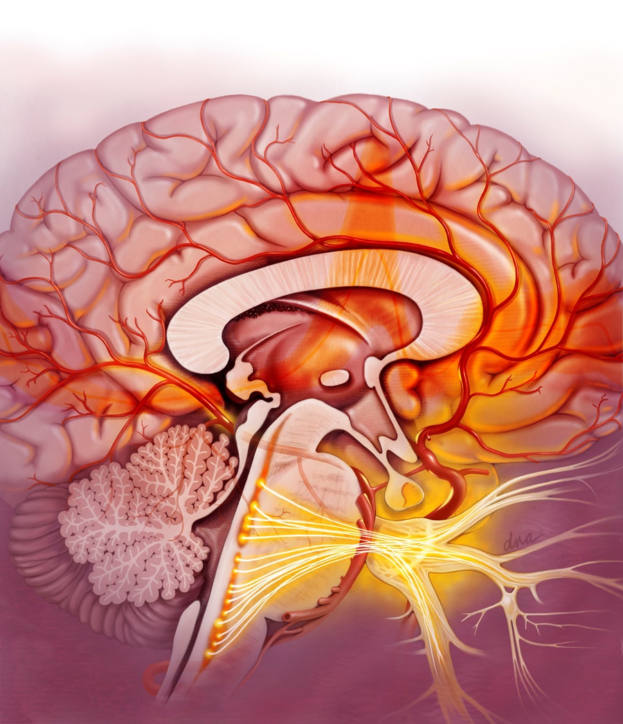 How Hormones affect the Brain